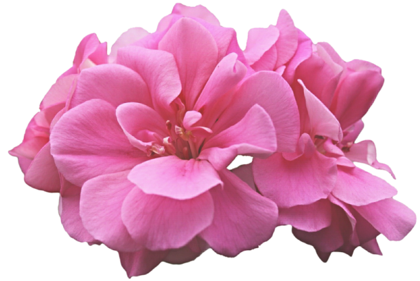 Thank You - Ashe Day Spa